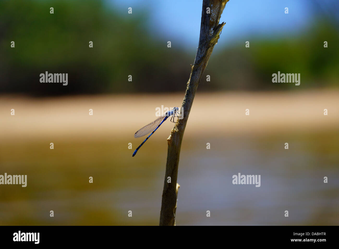 Dragonfly in arizona hi-res stock photography and images - Alamy