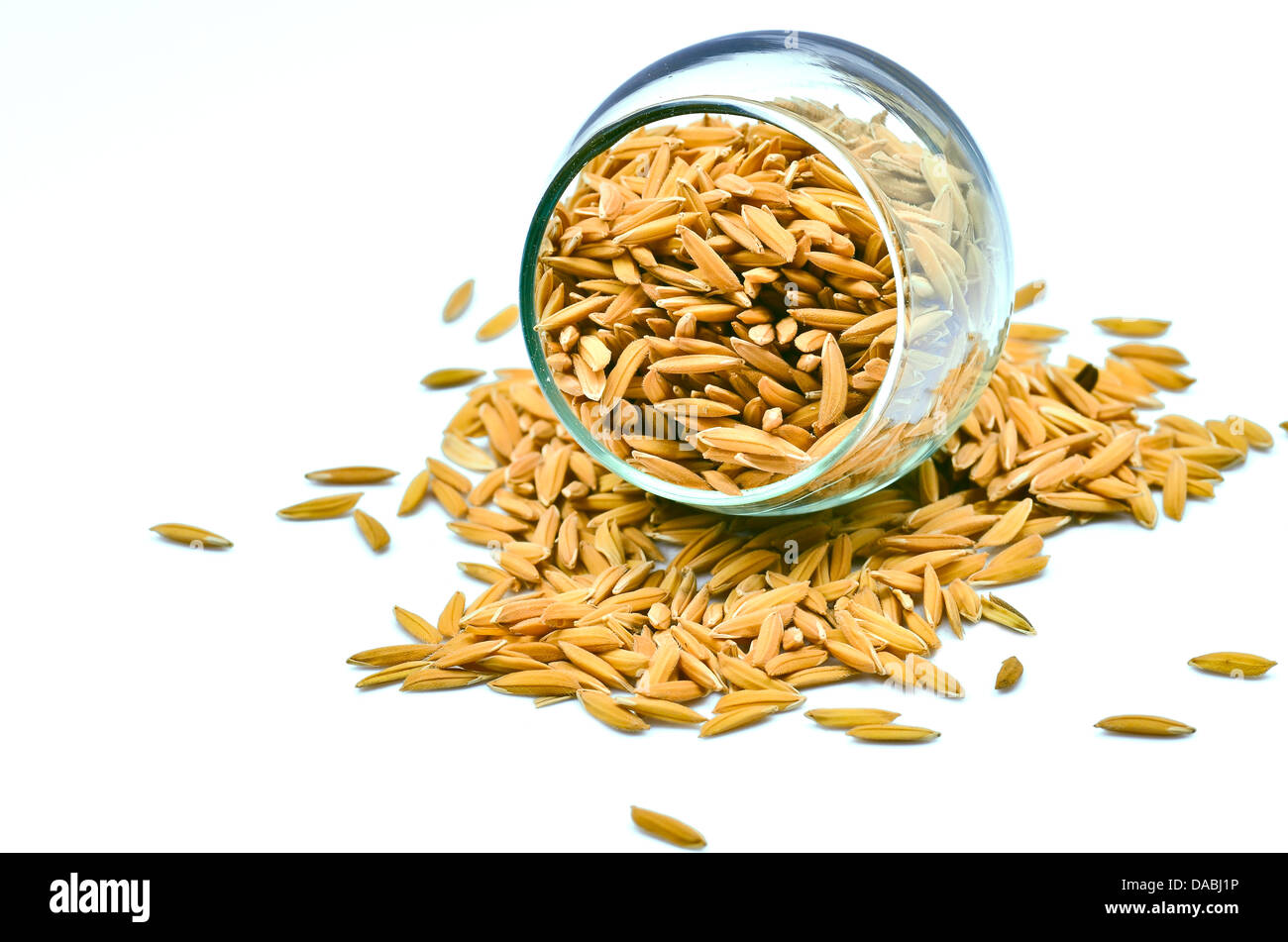 Gold paddy hi-res stock photography and images - Alamy