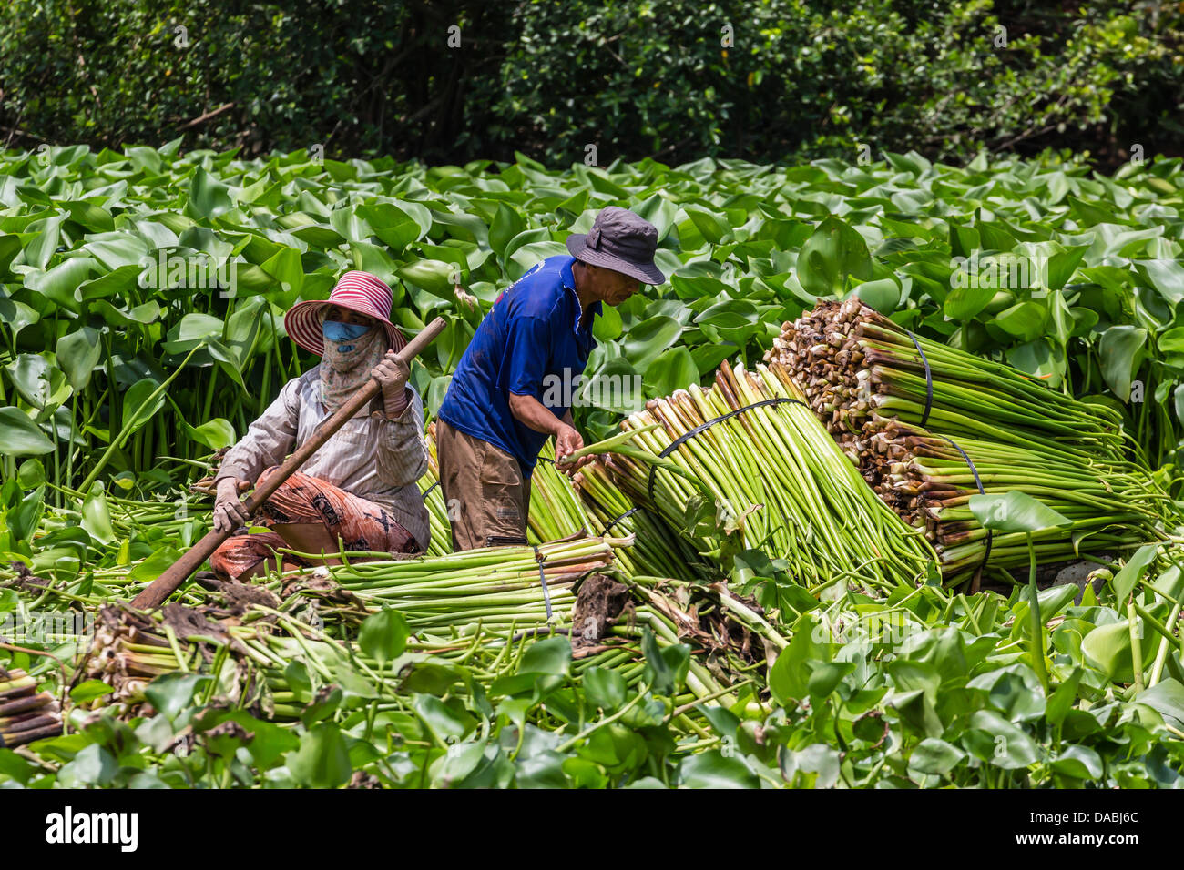 Collecting water hyacinth on Binh Thanh Island at Sadec, Mekong River ...