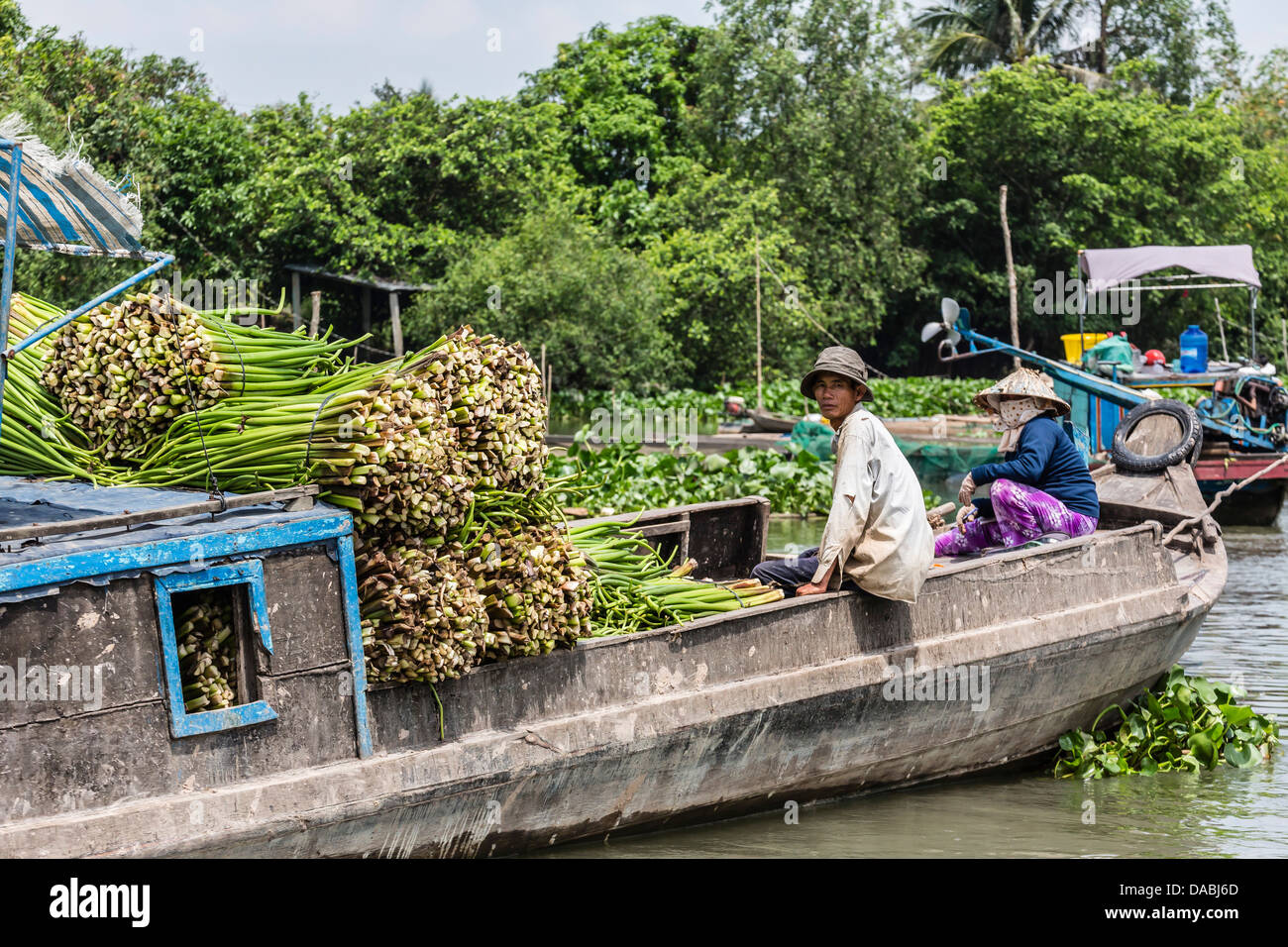 Collecting water hyacinth on Binh Thanh Island at Sadec, Mekong River ...