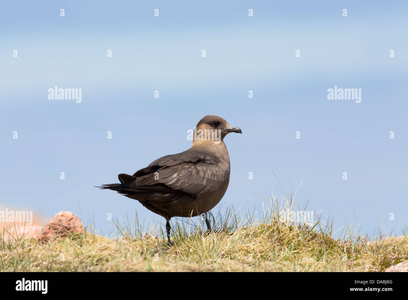 Arctic Skua; Stercorarius parasiticus; Shetland; UK Stock Photo - Alamy