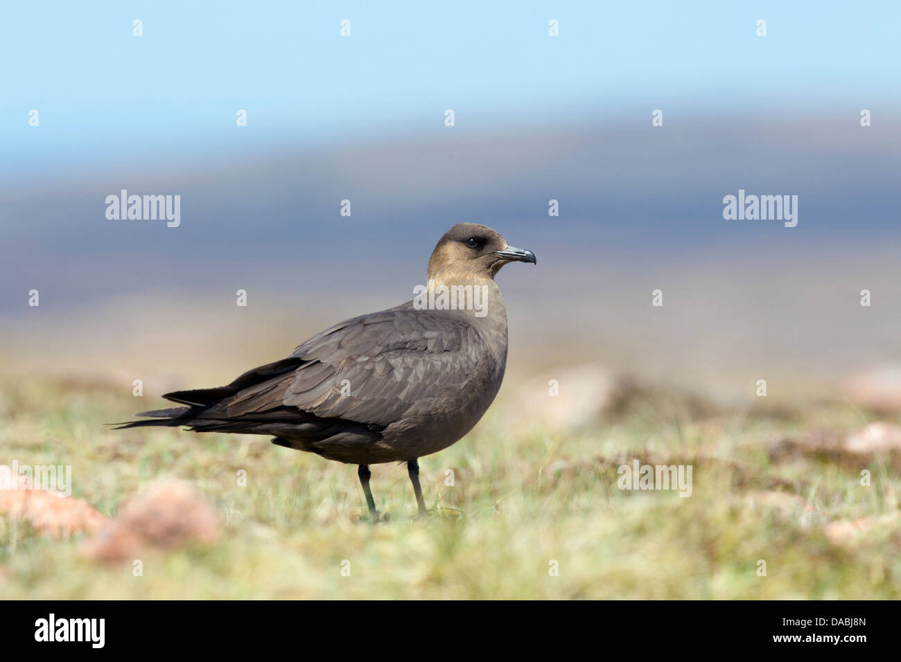 Arctic Skua; Stercorarius parasiticus; Shetland; UK Stock Photo - Alamy