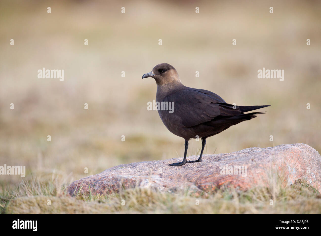 Arctic Skua; Stercorarius parasiticus; Shetland; UK Stock Photo - Alamy
