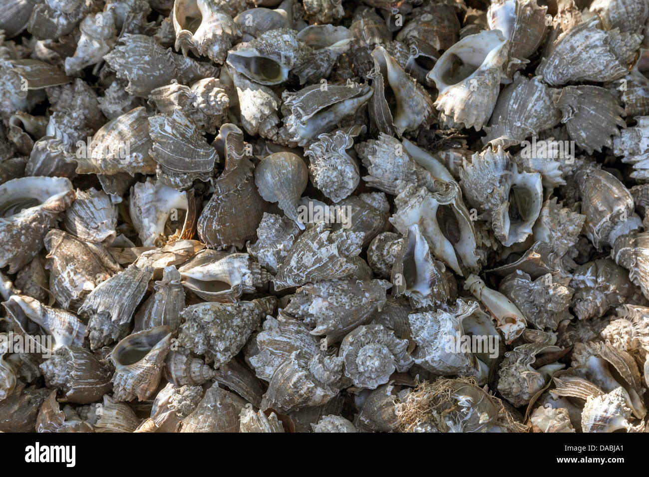 Gastropod shells hi-res stock photography and images - Alamy