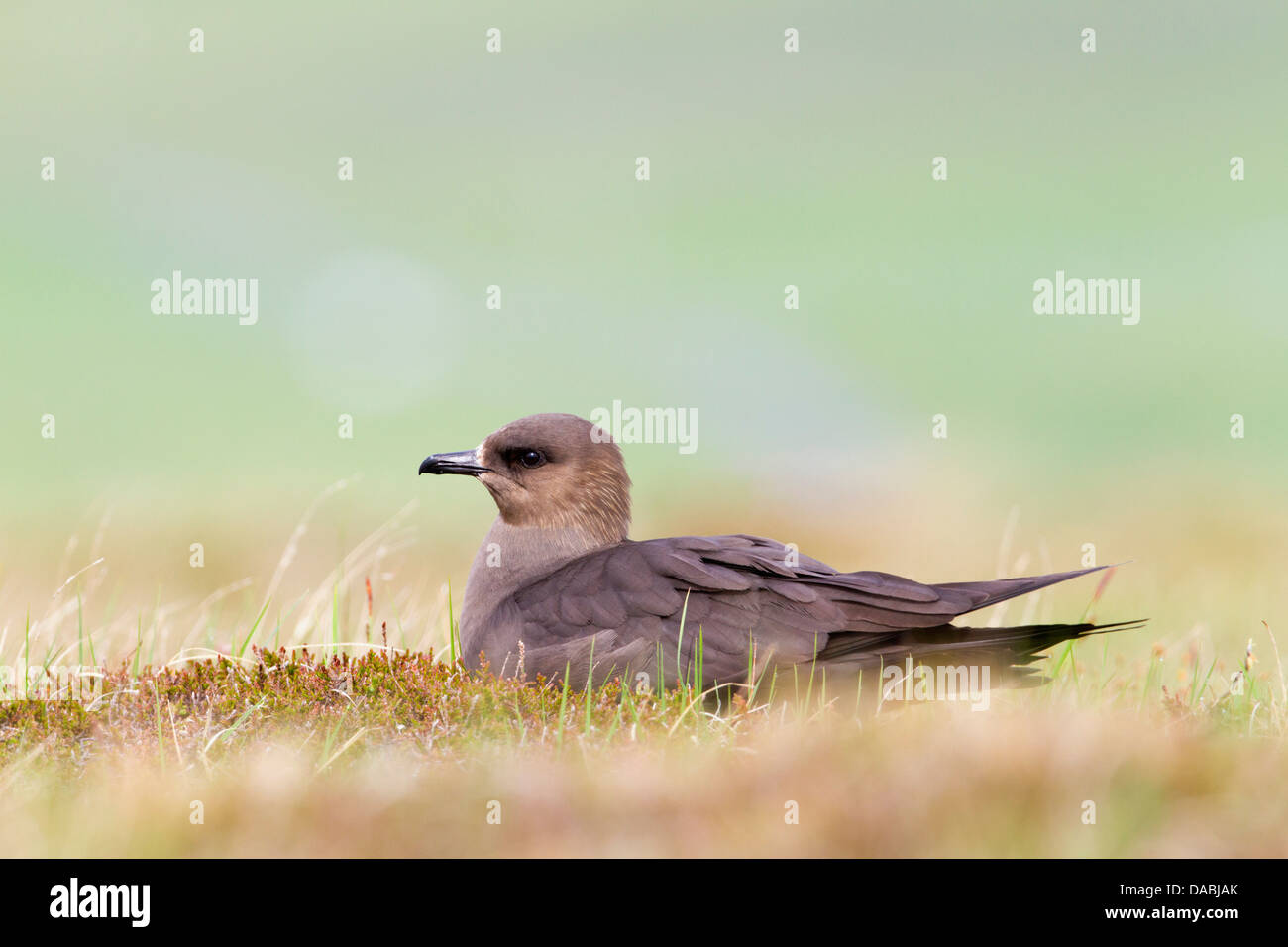 Arctic Skua; Stercorarius parasiticus; Shetland; UK Stock Photo - Alamy