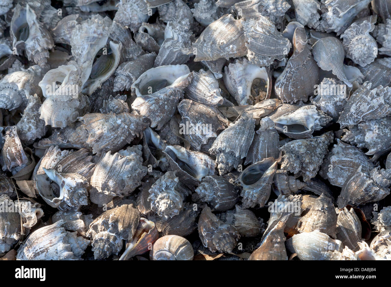 Florida gulf coast shells hi-res stock photography and images - Alamy