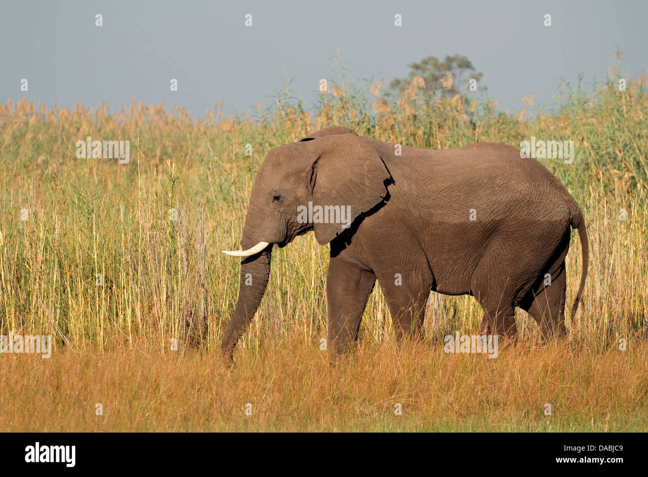 Bull elephant hi-res stock photography and images - Alamy