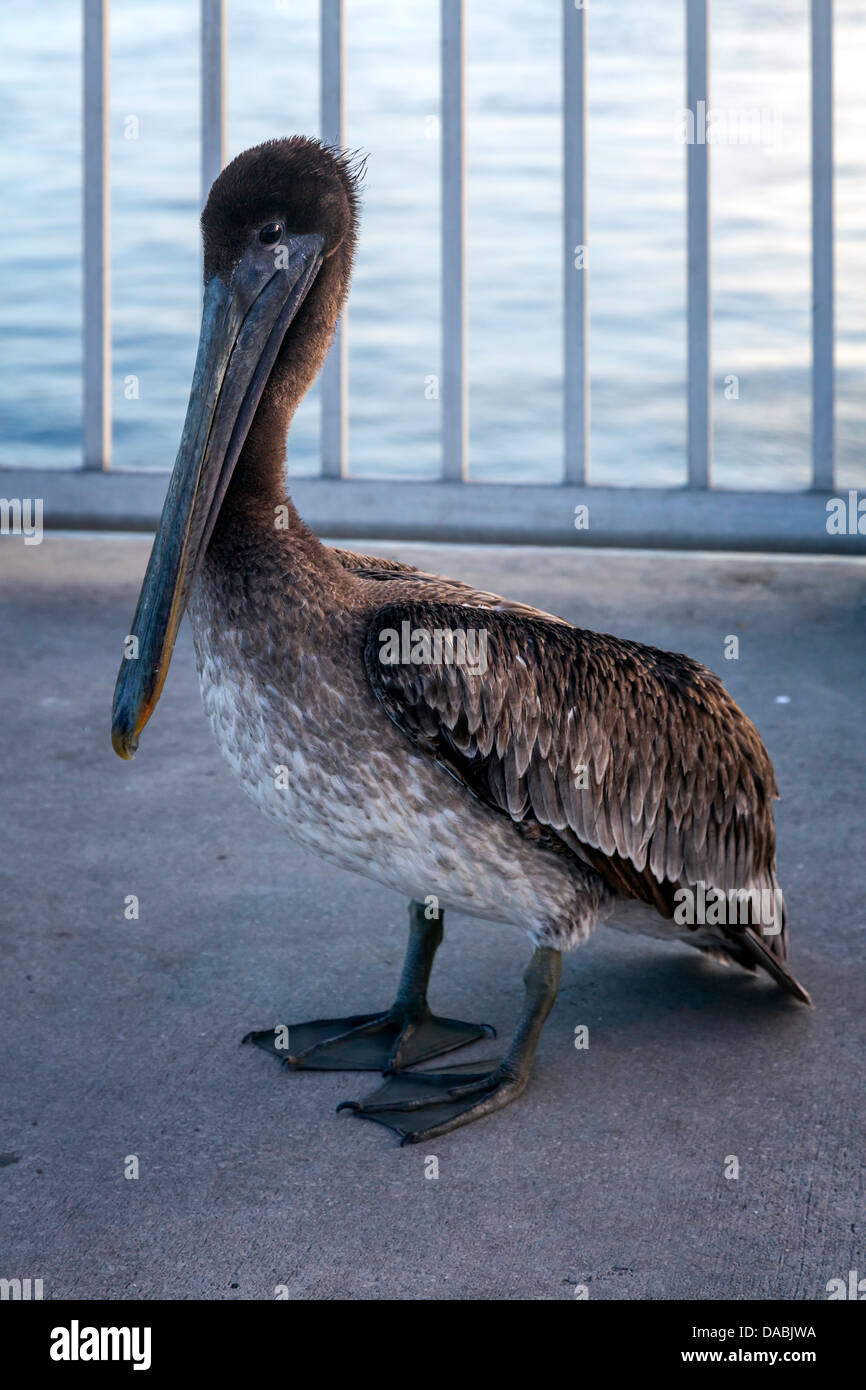 Portrait of juvenile Eastern Brown Pelican (Pelecanus occidentalis) on ...