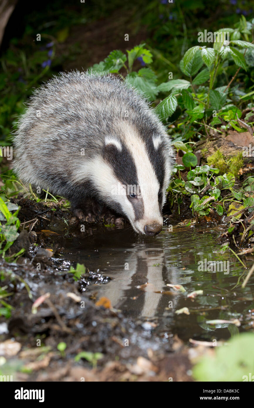 Badger; Meles meles; Drinking at Pond; UK Stock Photo - Alamy