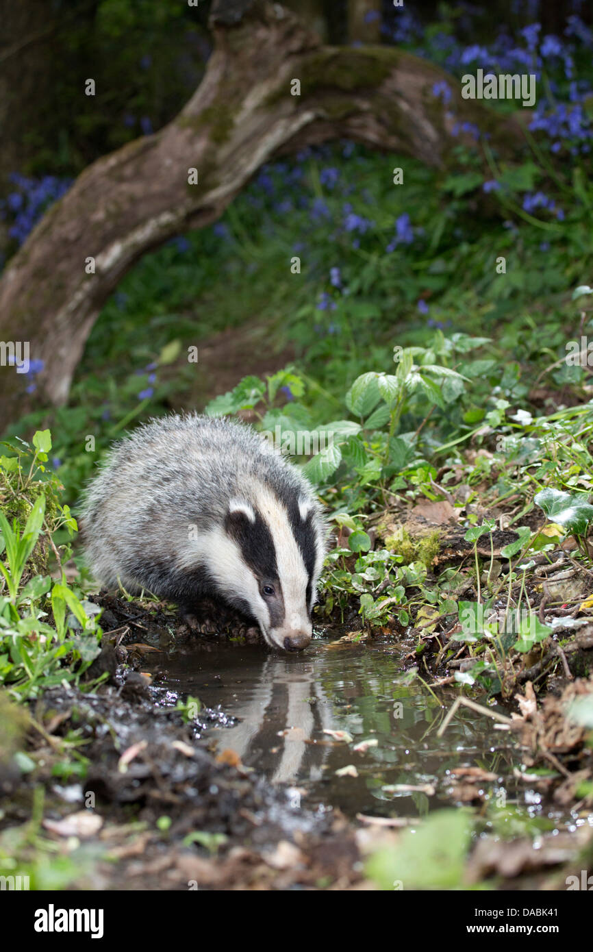 Badger; Meles meles; Drinking at Pond; UK Stock Photo - Alamy