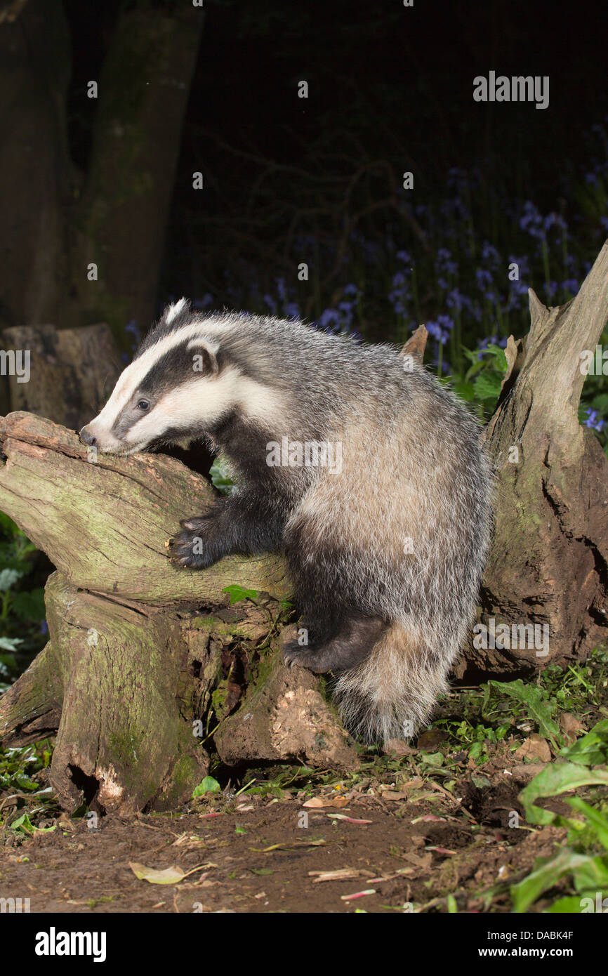 Badger log hi-res stock photography and images - Alamy