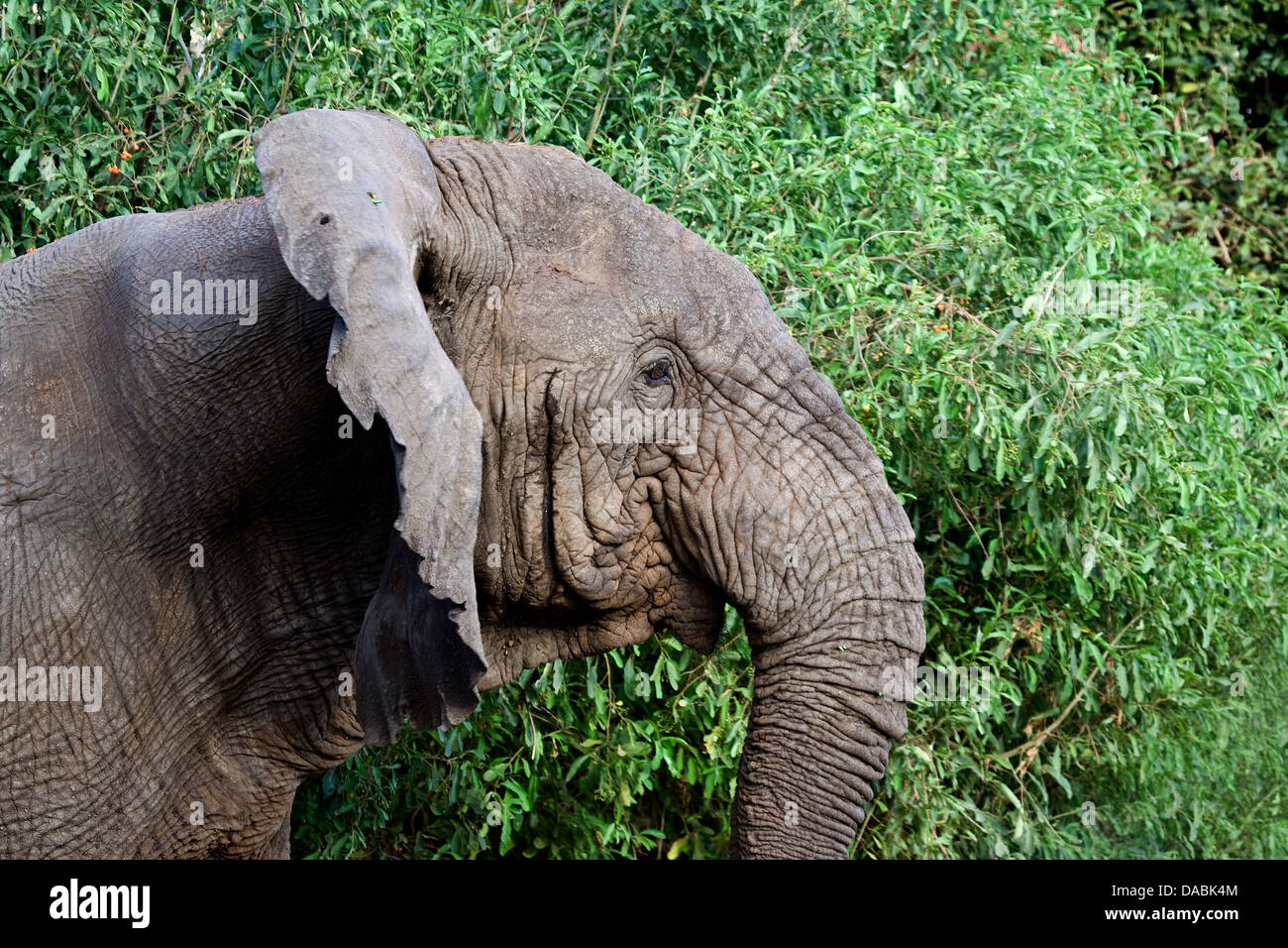 African Elephant headshot Loxodonta cyclotis against a background of ...