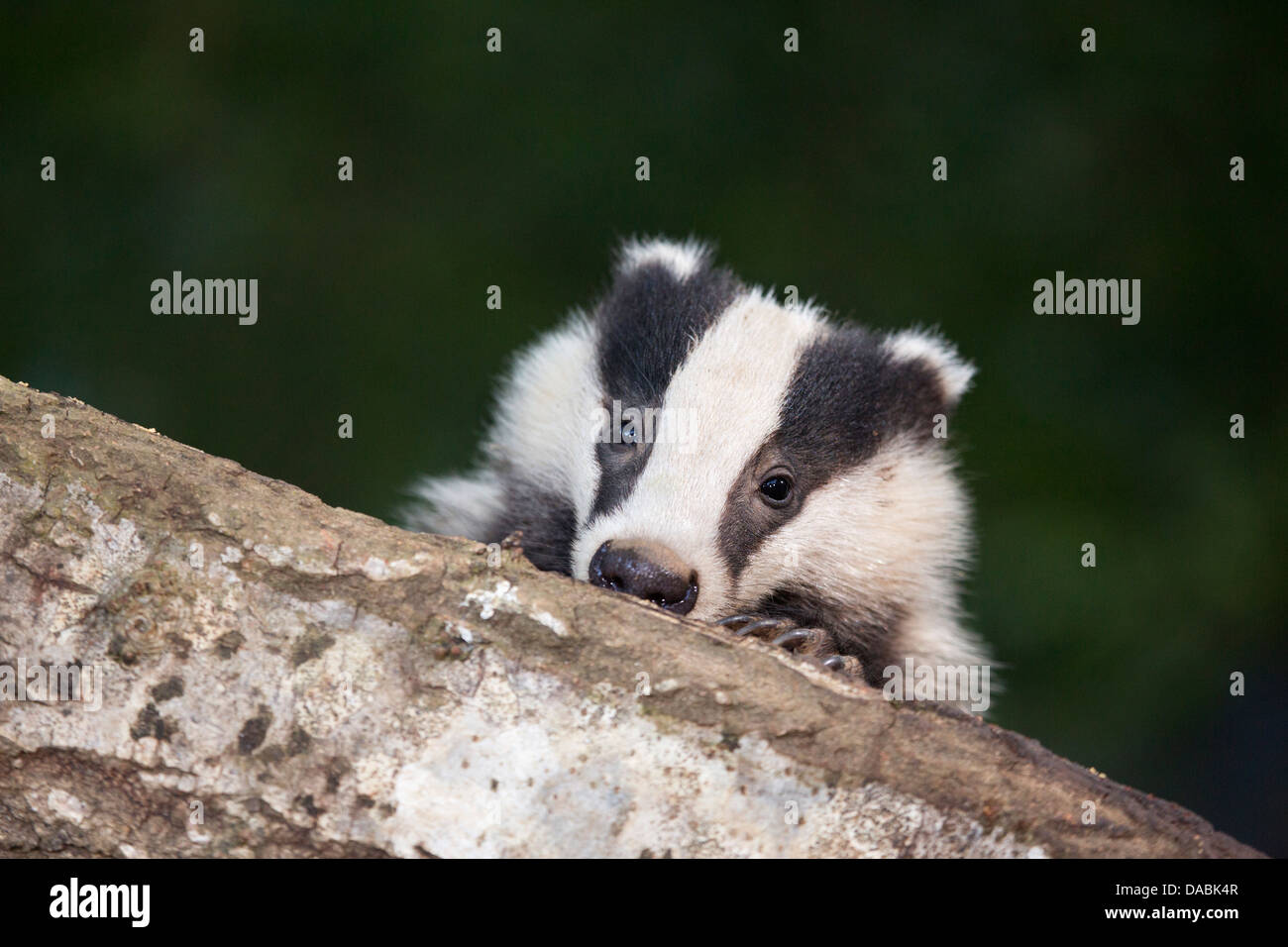 Badger on log hi-res stock photography and images - Alamy