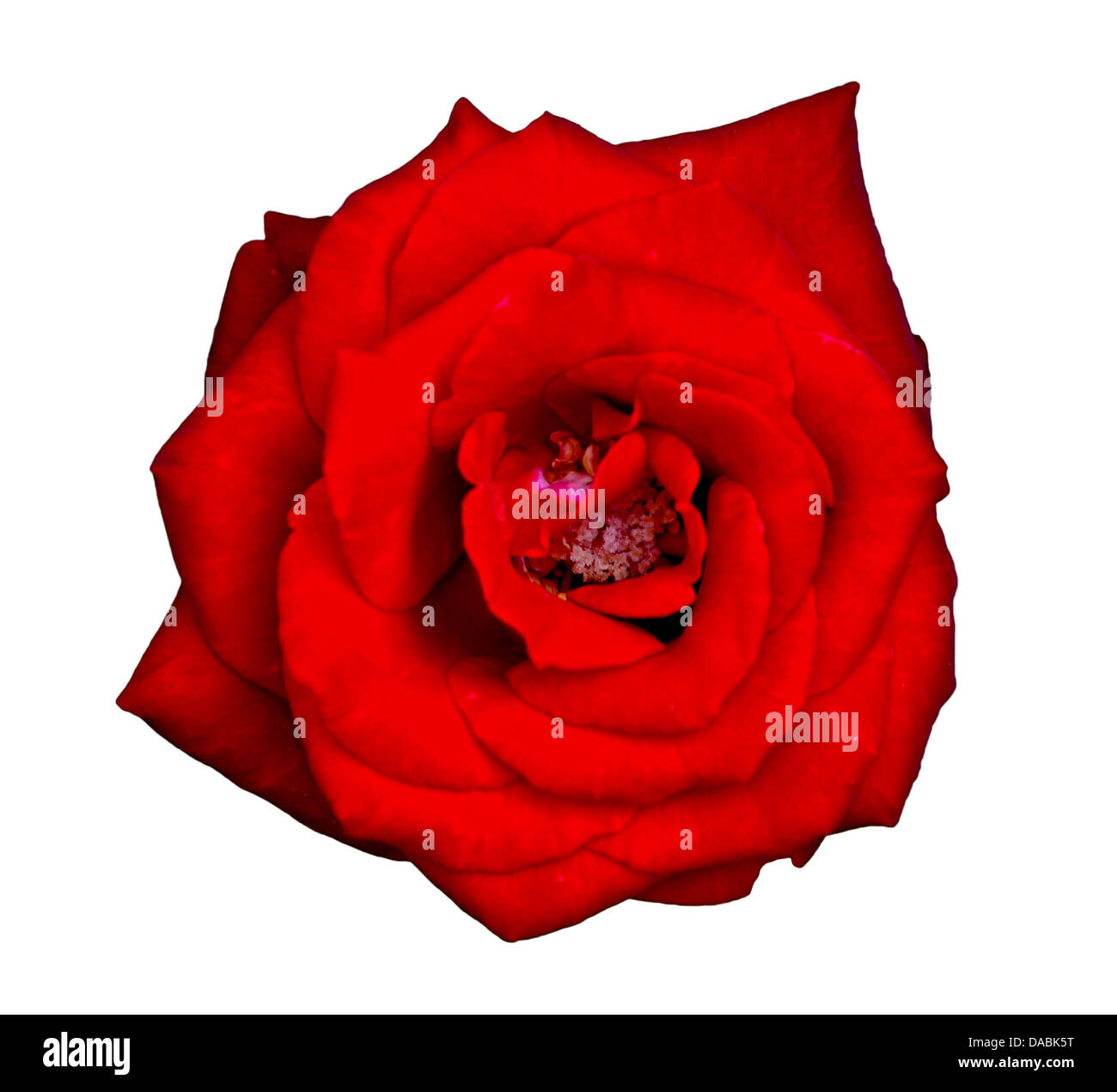 red rose isolated Stock Photo - Alamy