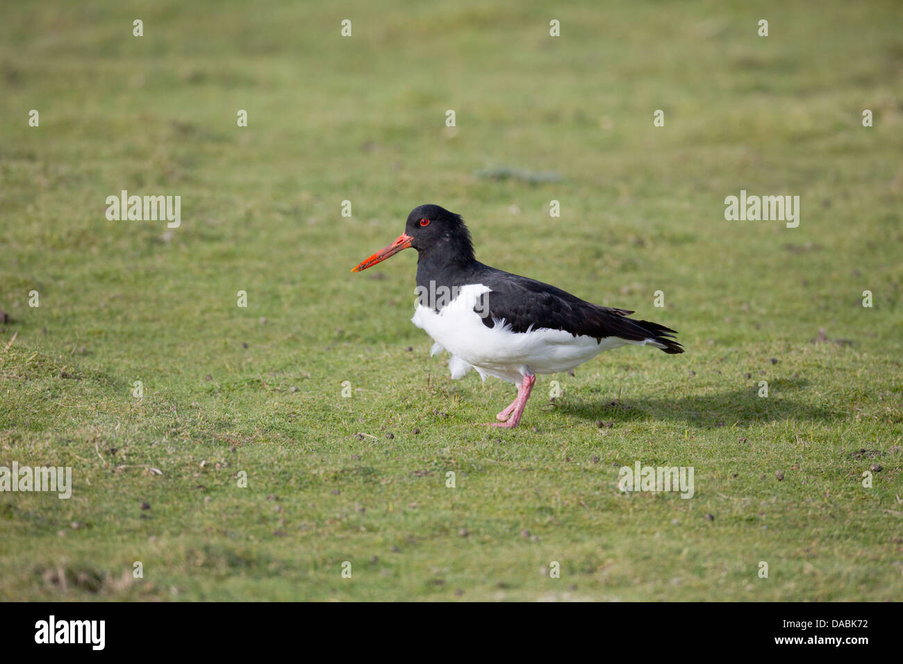 One foot bird hi-res stock photography and images - Alamy