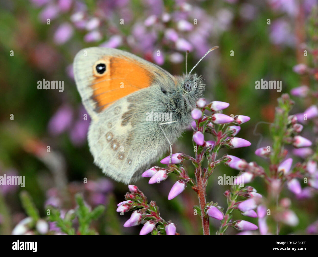 Detailed close-ups of the small heath butterfly (Coenonympha pamphilus ...