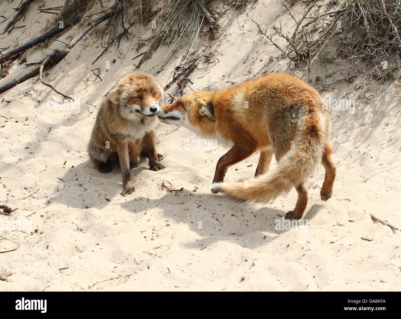 6 kopf hi-res stock photography and images - Alamy