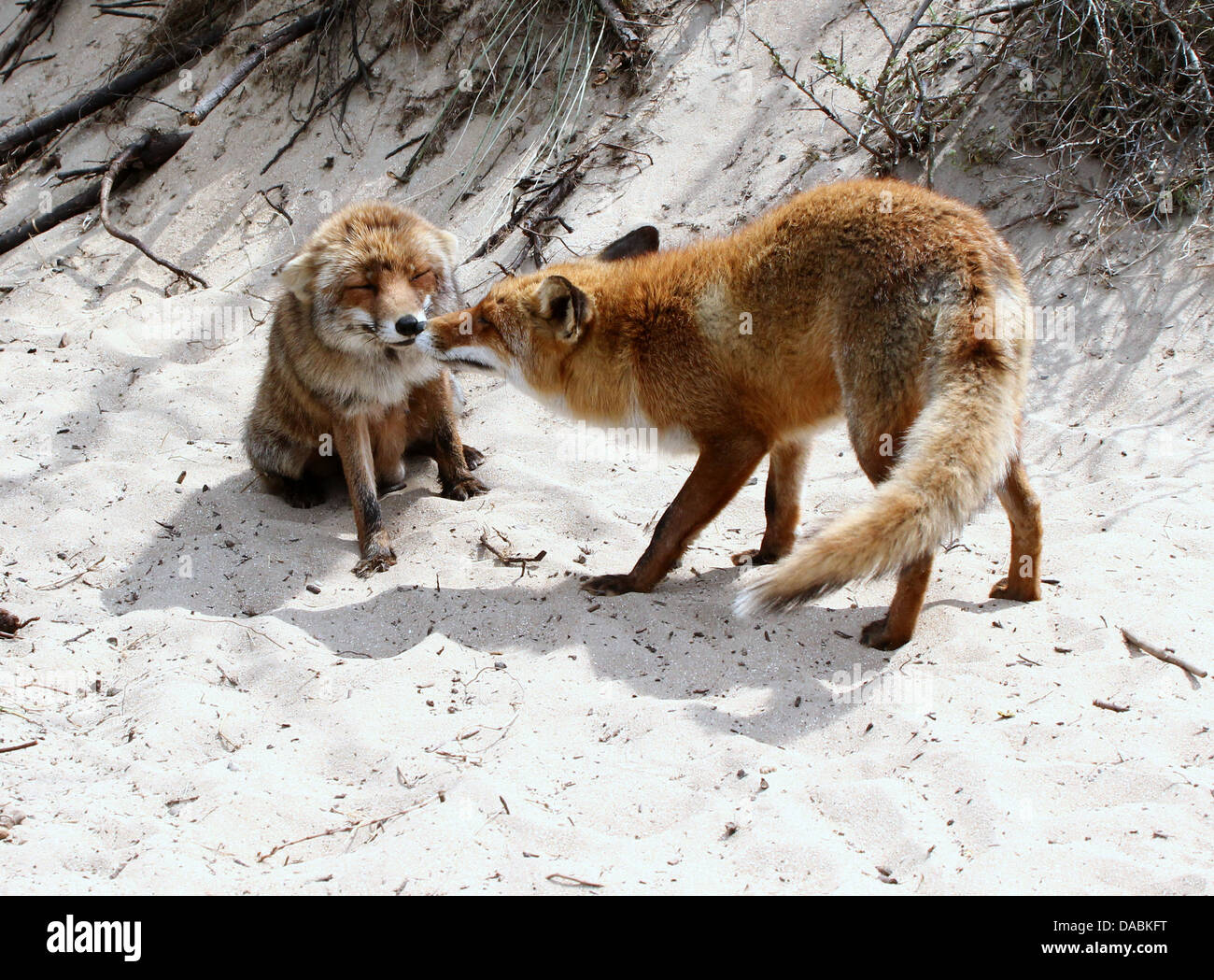 Close-up of two playful wild red foxes happily meeting and greeting ...