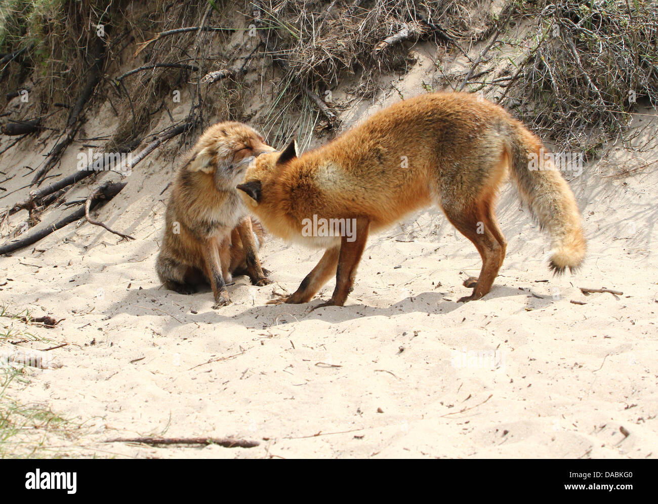 Red fox family hi-res stock photography and images - Alamy