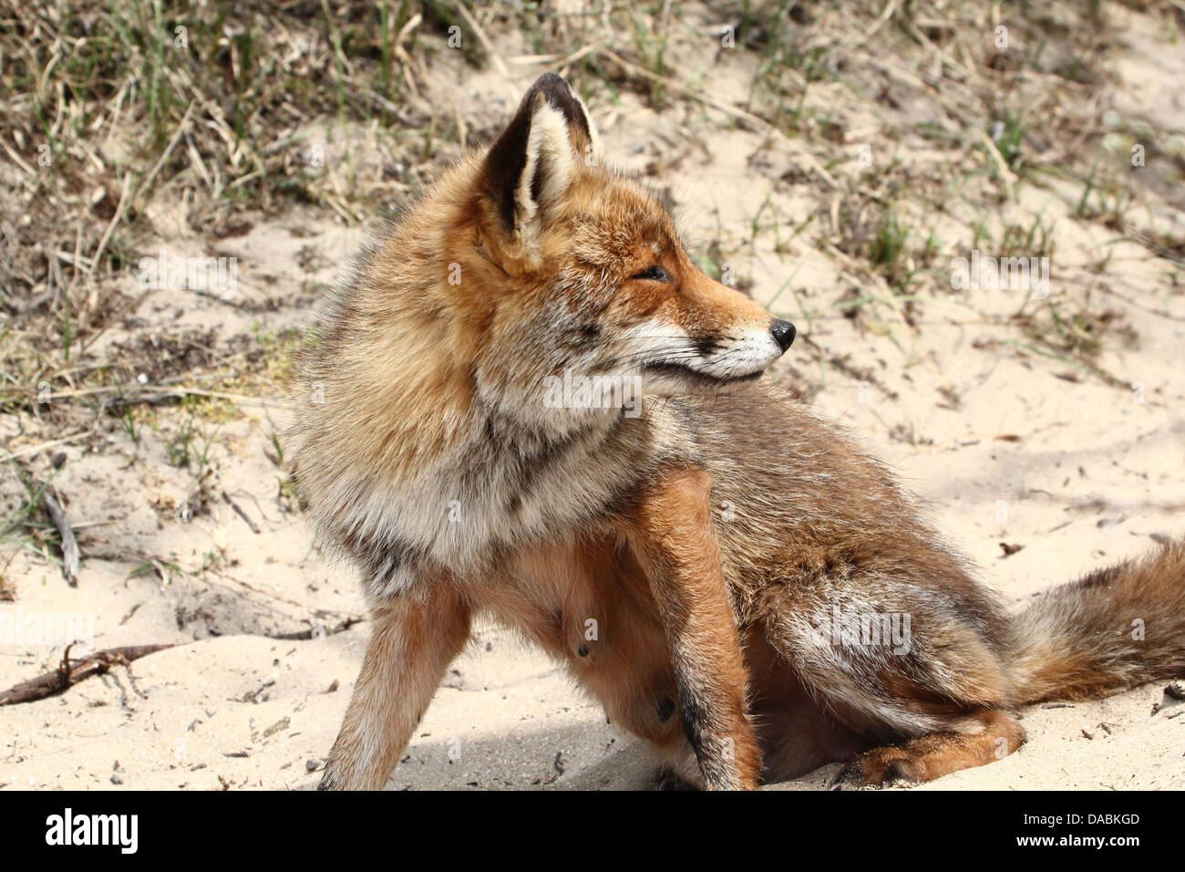 Very detailed close-ups of feral foxes playing, lazing, cavorting and ...