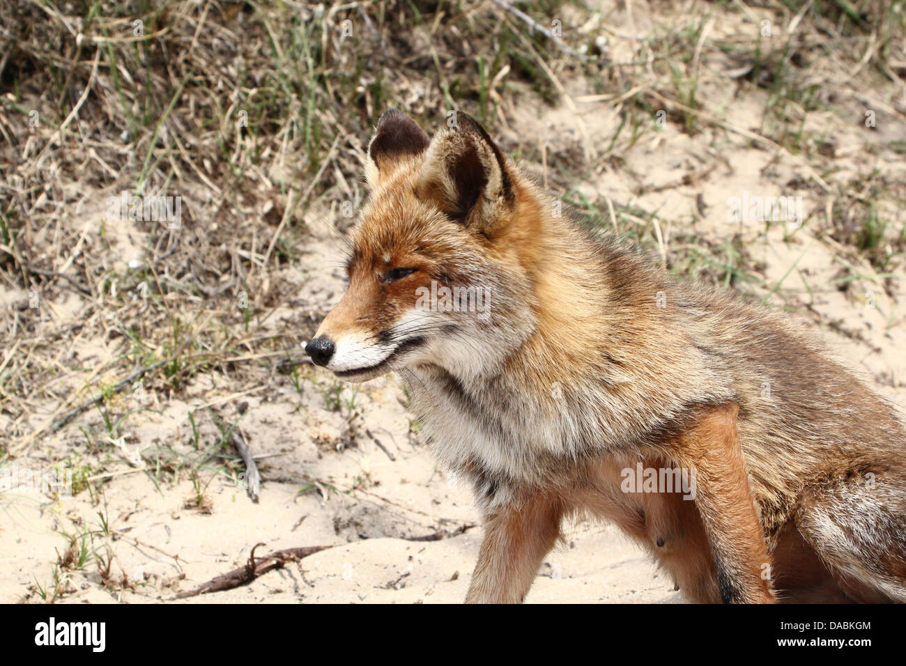 Very detailed close-ups of feral foxes playing, lazing, cavorting and ...