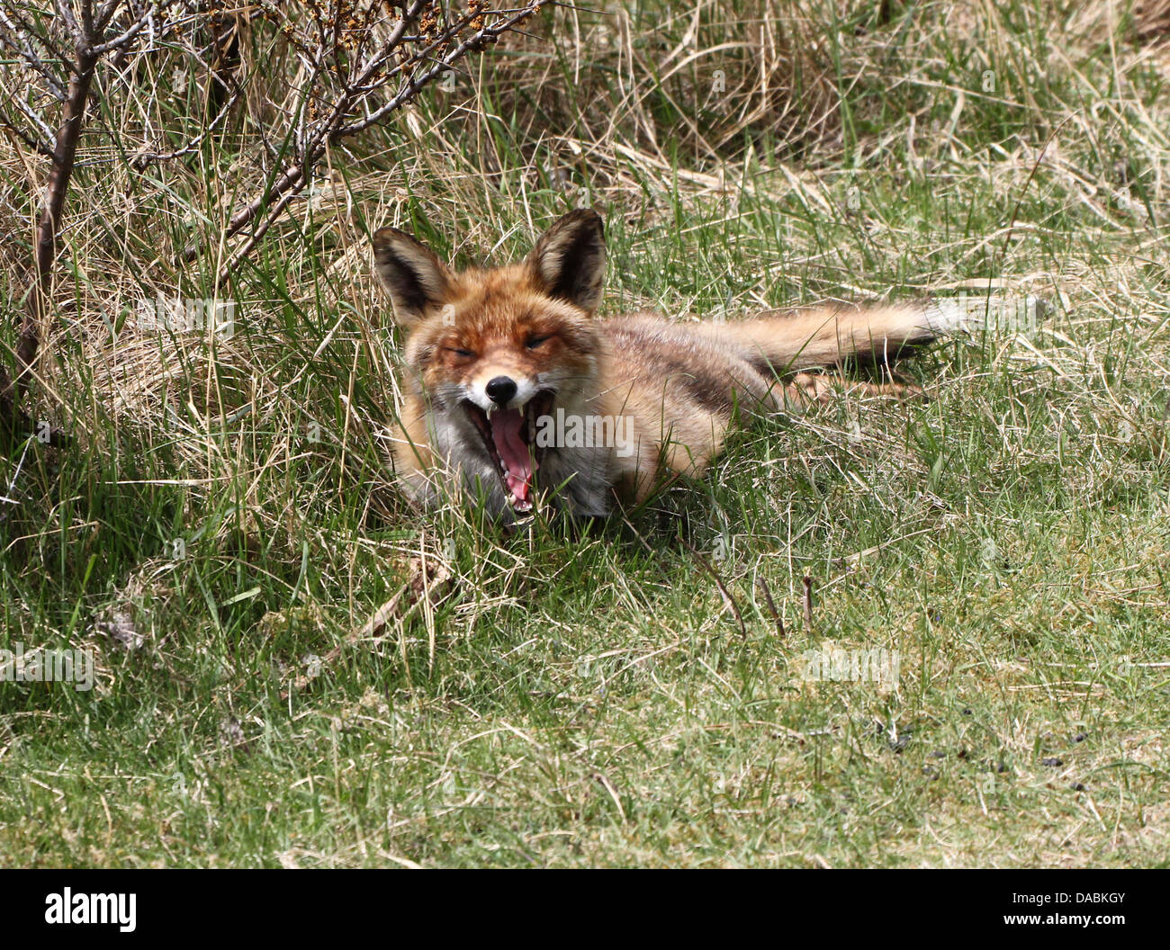 Yawning fox (vulpes vulpes) Lots more images in the series Stock Photo ...