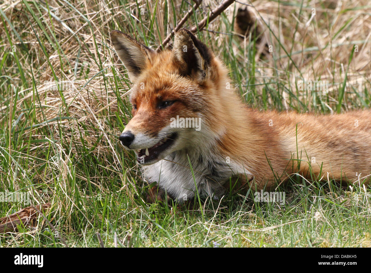 Habitat volpe hi-res stock photography and images - Alamy