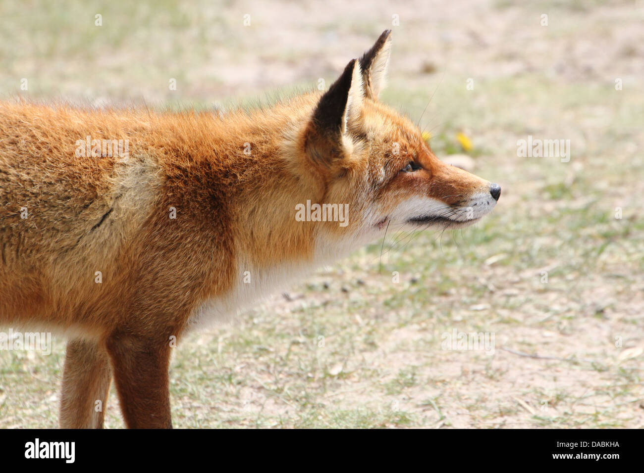 Very detailed close-ups of feral foxes playing, lazing, cavorting and ...