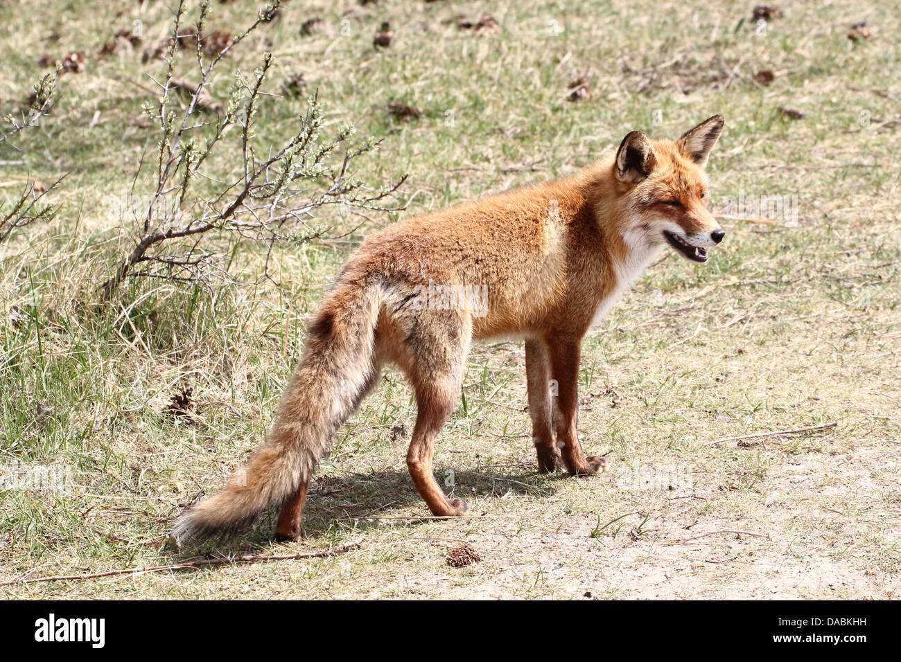 Very detailed close-ups of feral foxes playing, lazing, cavorting and ...
