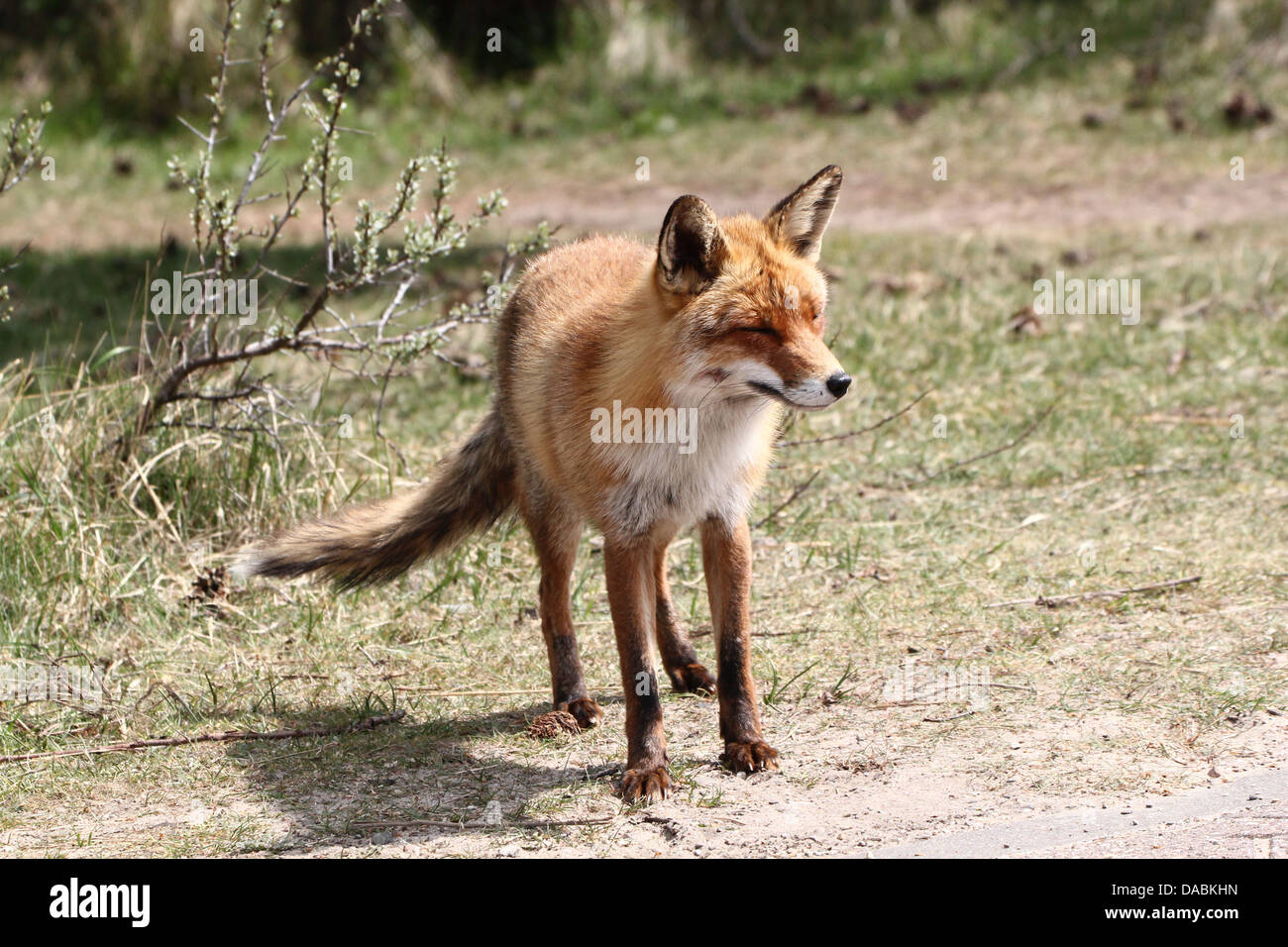 Very detailed close-ups of feral foxes playing, lazing, cavorting and ...