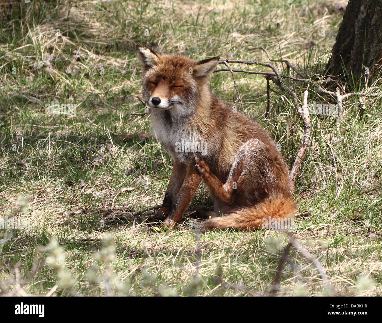 Very detailed close-ups of feral foxes playing, lazing, cavorting and ...