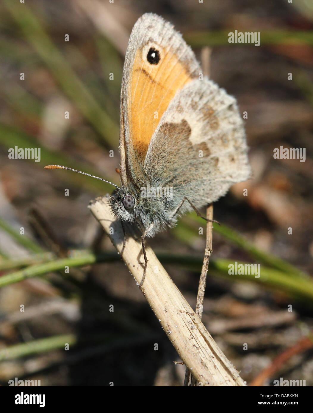 Small heath butterfly (Coenonympha pamphilus) in a summer meadow Stock ...