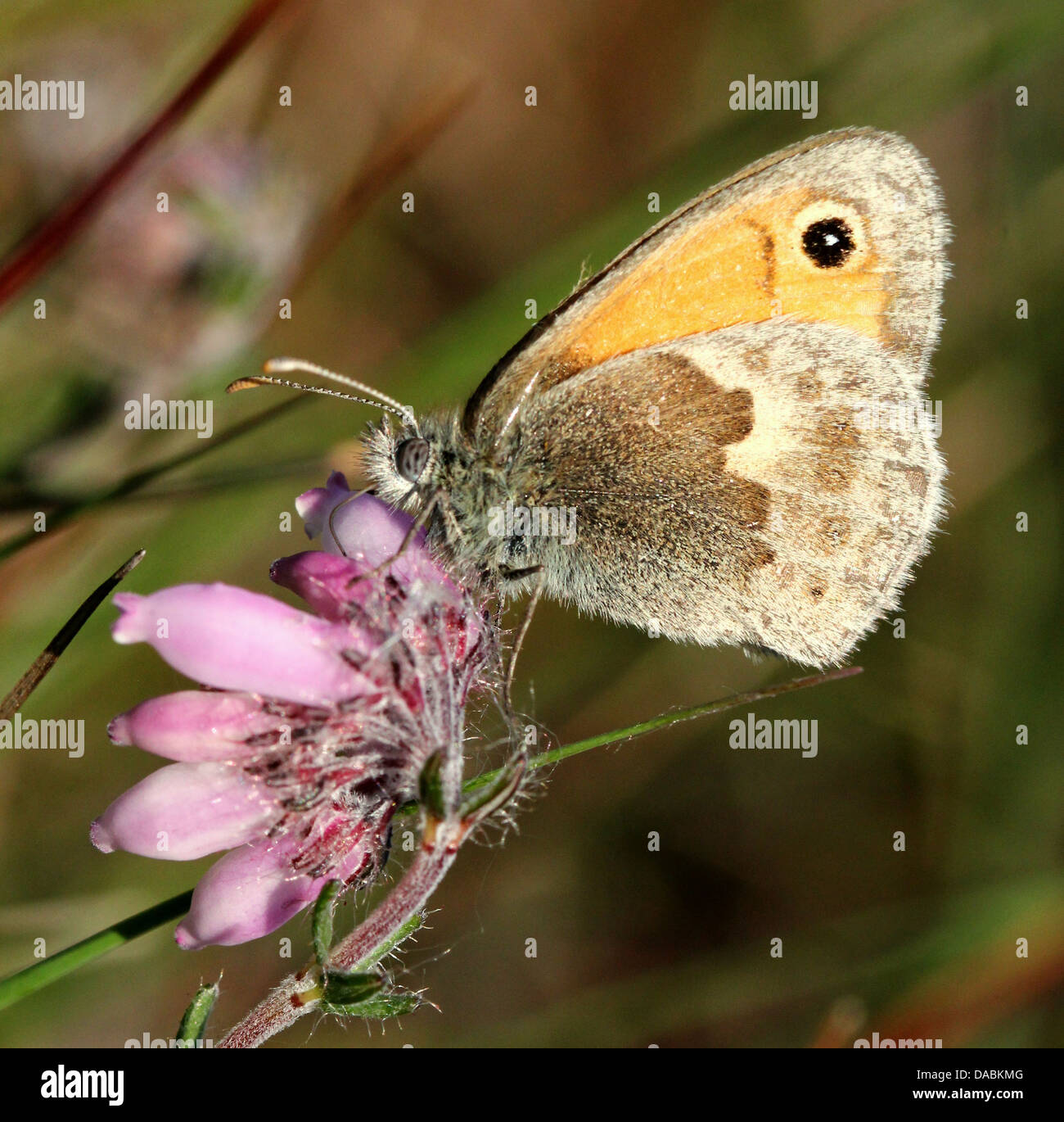 Small heath butterfly hi-res stock photography and images - Alamy