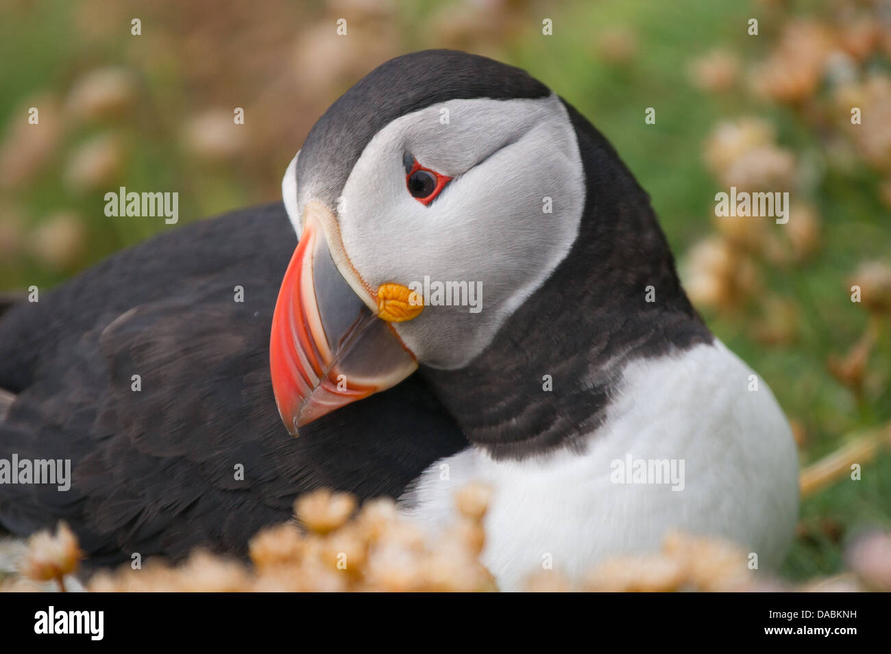 Puffin on Sumburgh Head, Shetland Stock Photo - Alamy