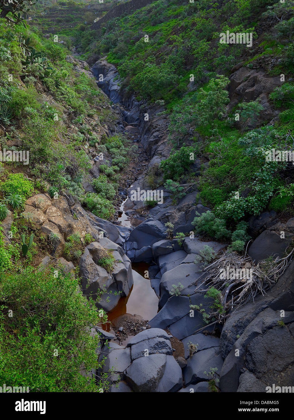 Wild Rocky Nature in Tenerife Stock Photo - Alamy