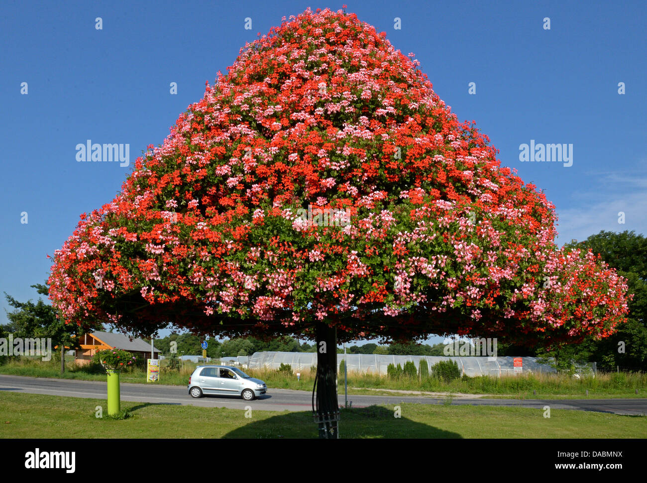 Hanging geraniums bloom in the shape of a tree in Berlin-Teltow ...