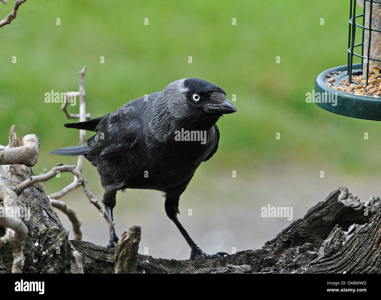 Jackdaw (Corvus monedula Stock Photo - Alamy
