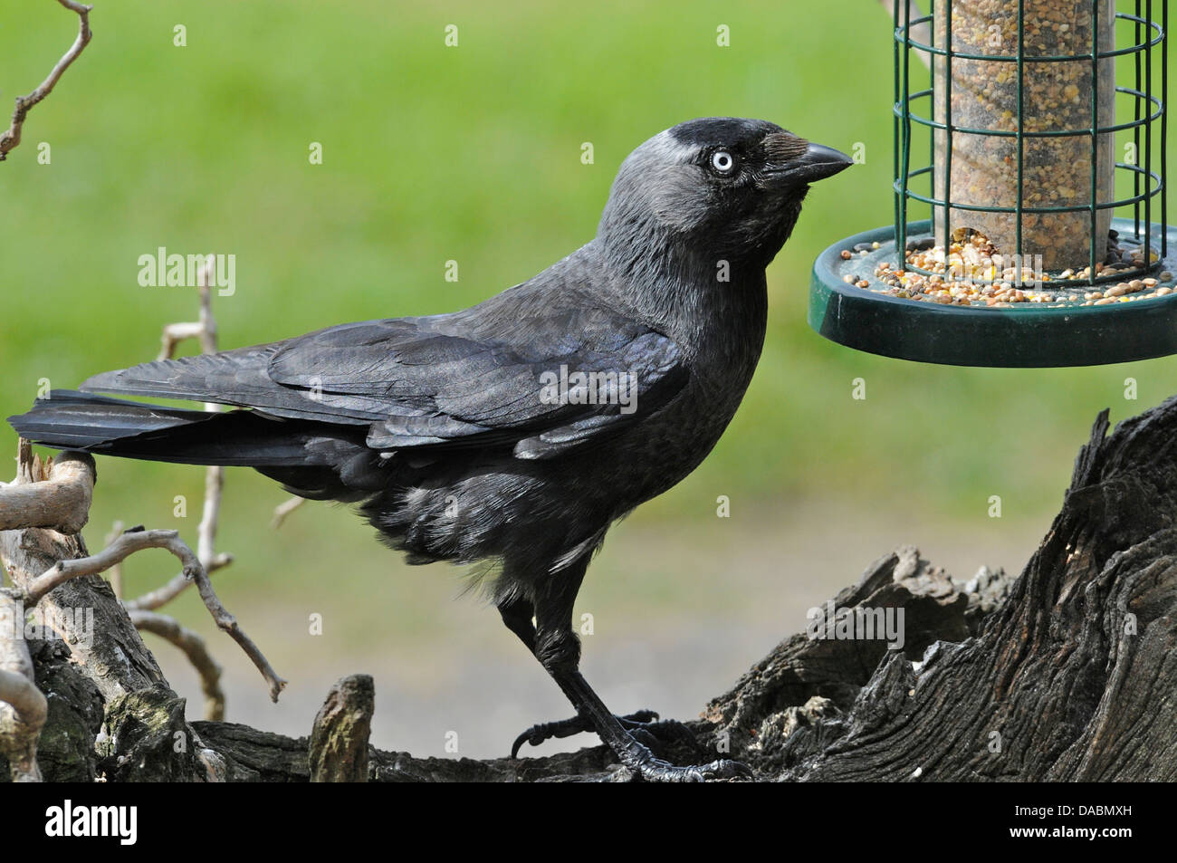 Jackdaw family hi-res stock photography and images - Alamy