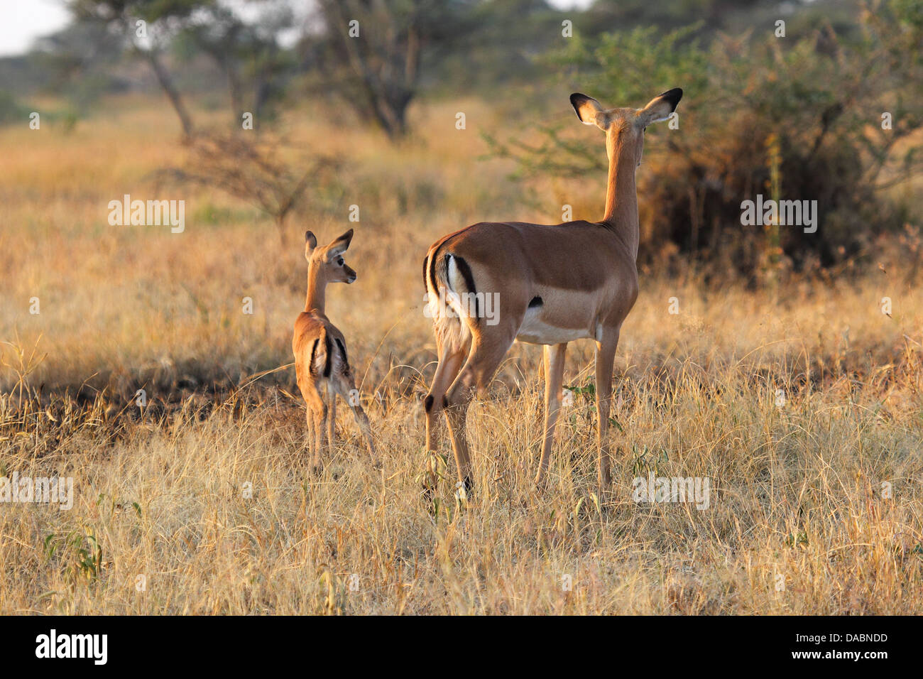 Baby impala with his mother (Aepyceros melampus Stock Photo - Alamy