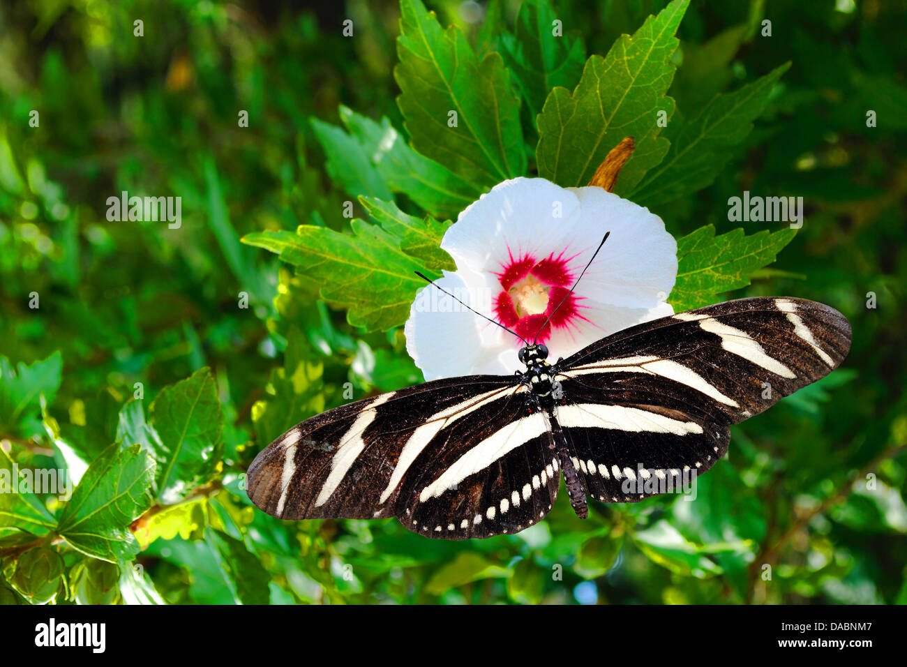 Zebra Longwing butterfly Latin name Heliconius charitonius Stock Photo ...