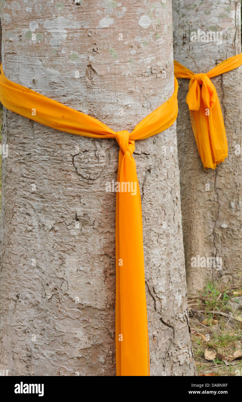 Ordained buddhist tree hi-res stock photography and images - Alamy