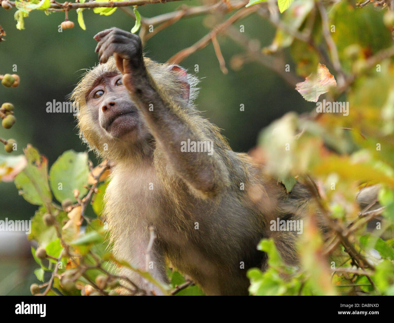Baby olive baboon (Papio Anubis) picking a fruit from a tree Stock ...