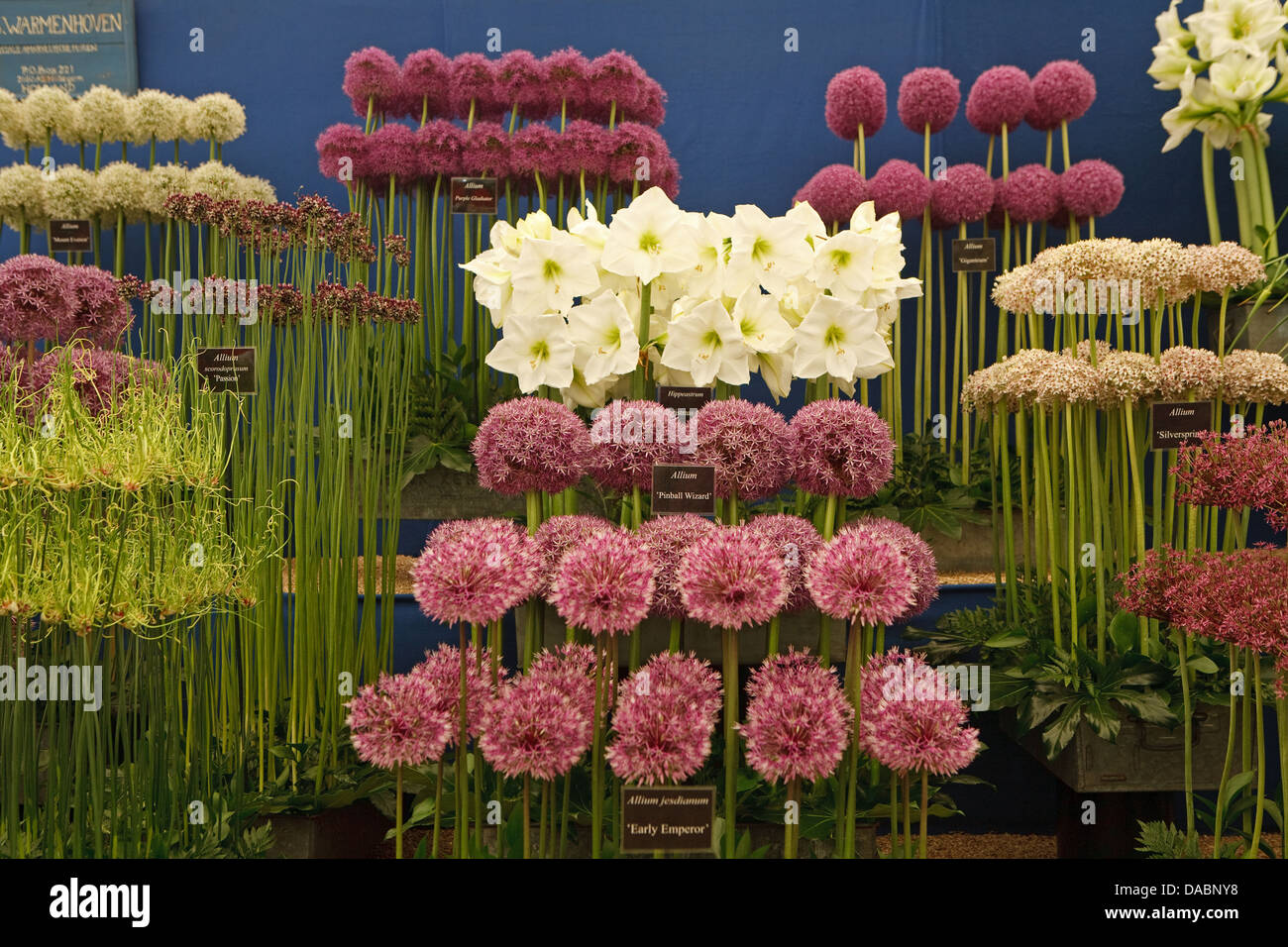 Allium early emperor hi-res stock photography and images - Alamy