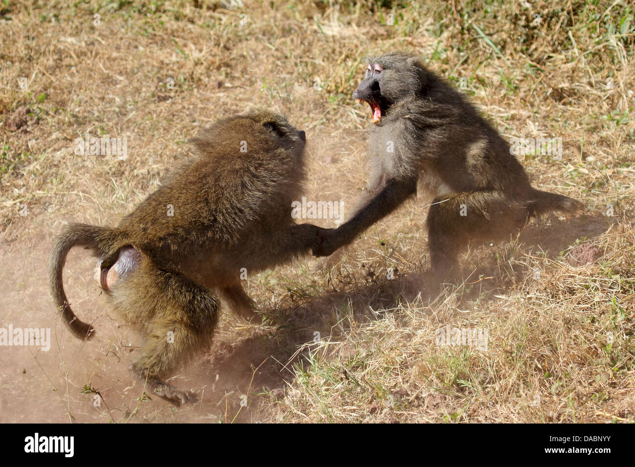 Olive Baboon Fighting