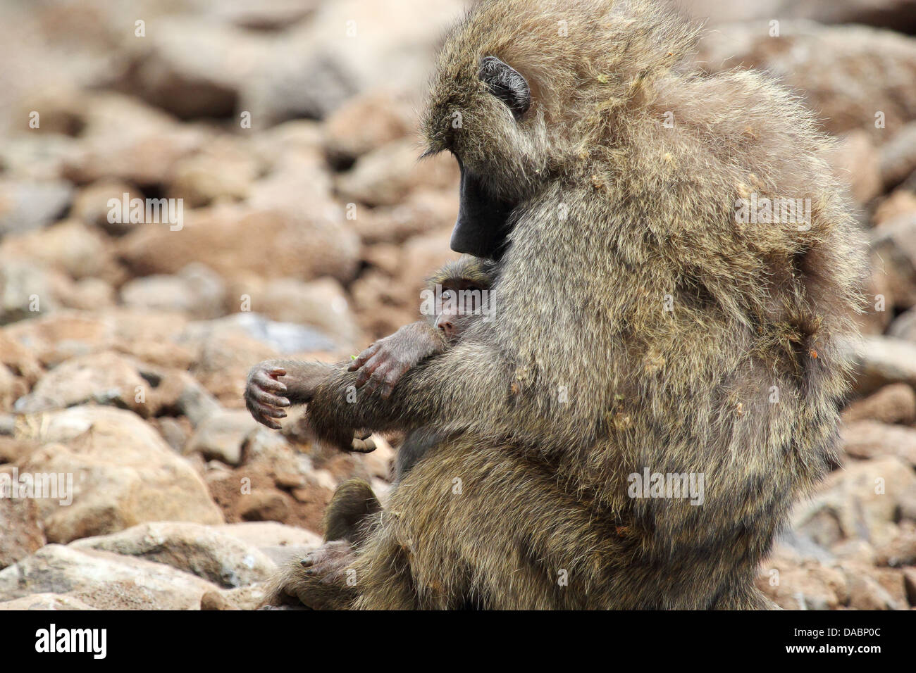 A mother baboon is hugging her baby Stock Photo - Alamy