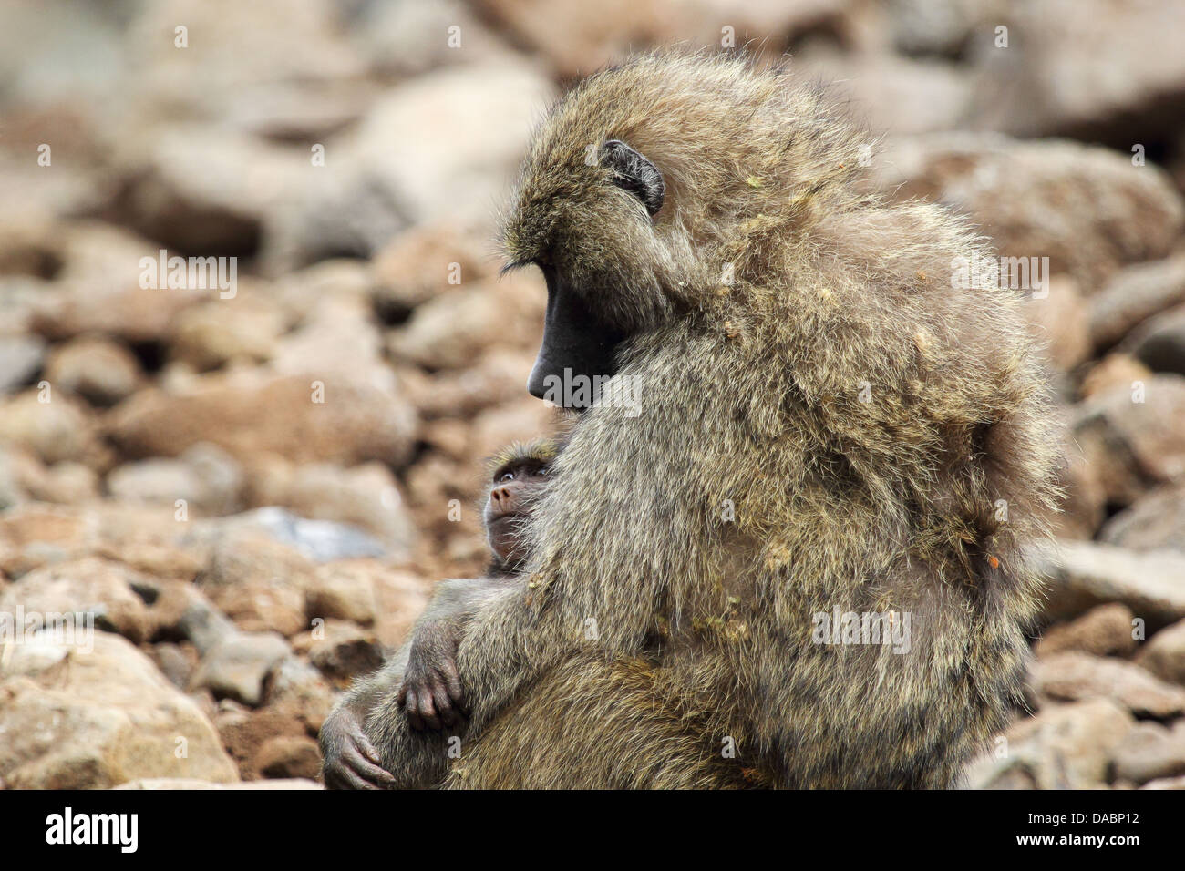 A mother baboon is hugging her baby Stock Photo - Alamy