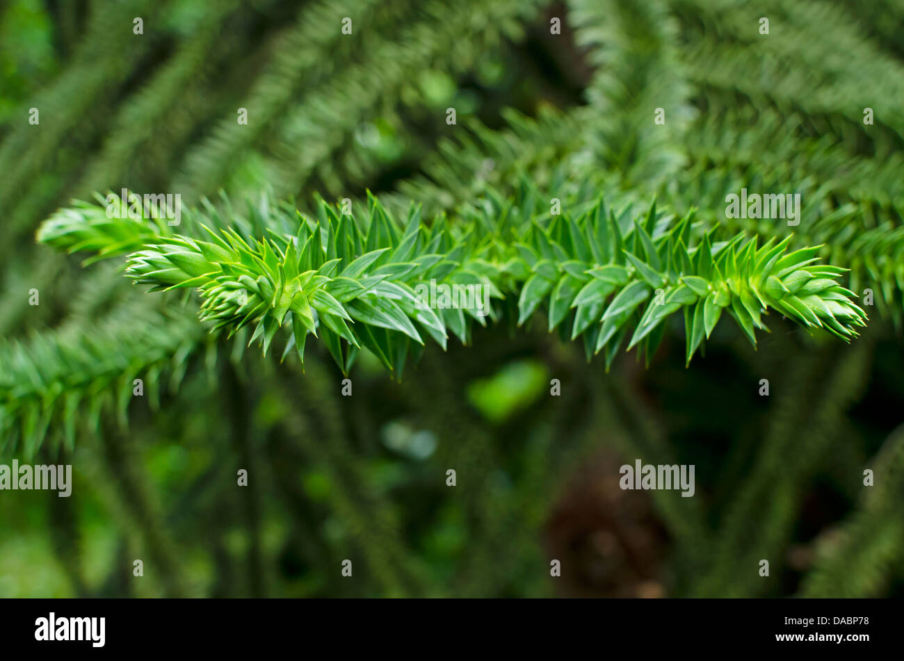 Araucaria Araucana Araucaria Araucana High Resolution Stock Photography ...