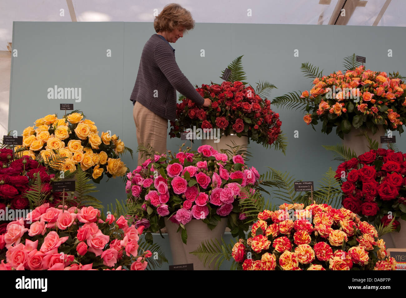Roses on display at RHS Hampton Court Palace Flower show 2013 Stock ...