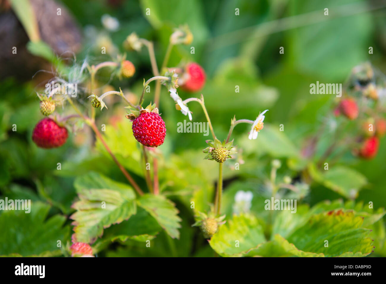 Alpine Strawberry Plants Stock Photo - Alamy