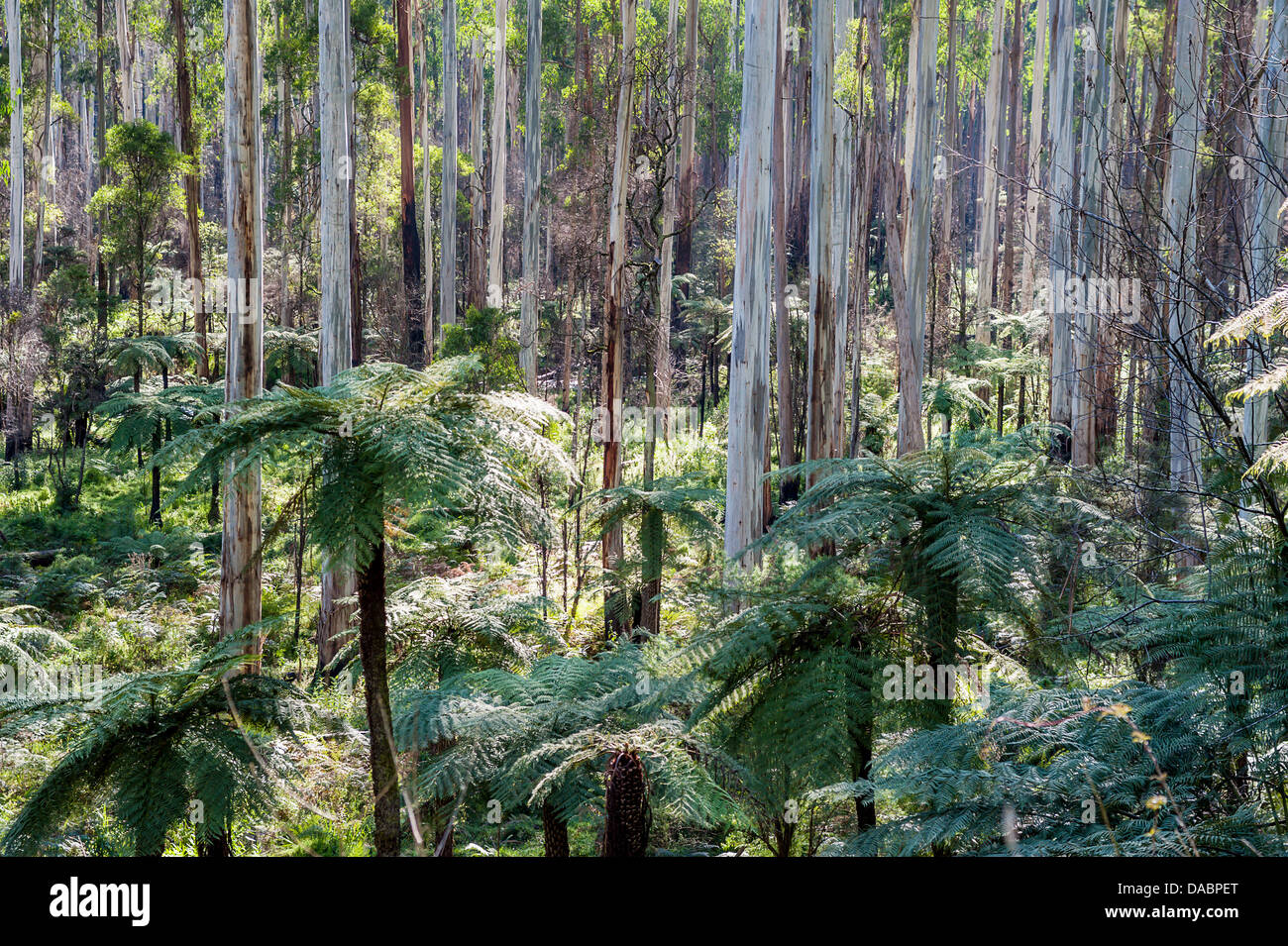 Rain forest in the Victorian high country Stock Photo - Alamy